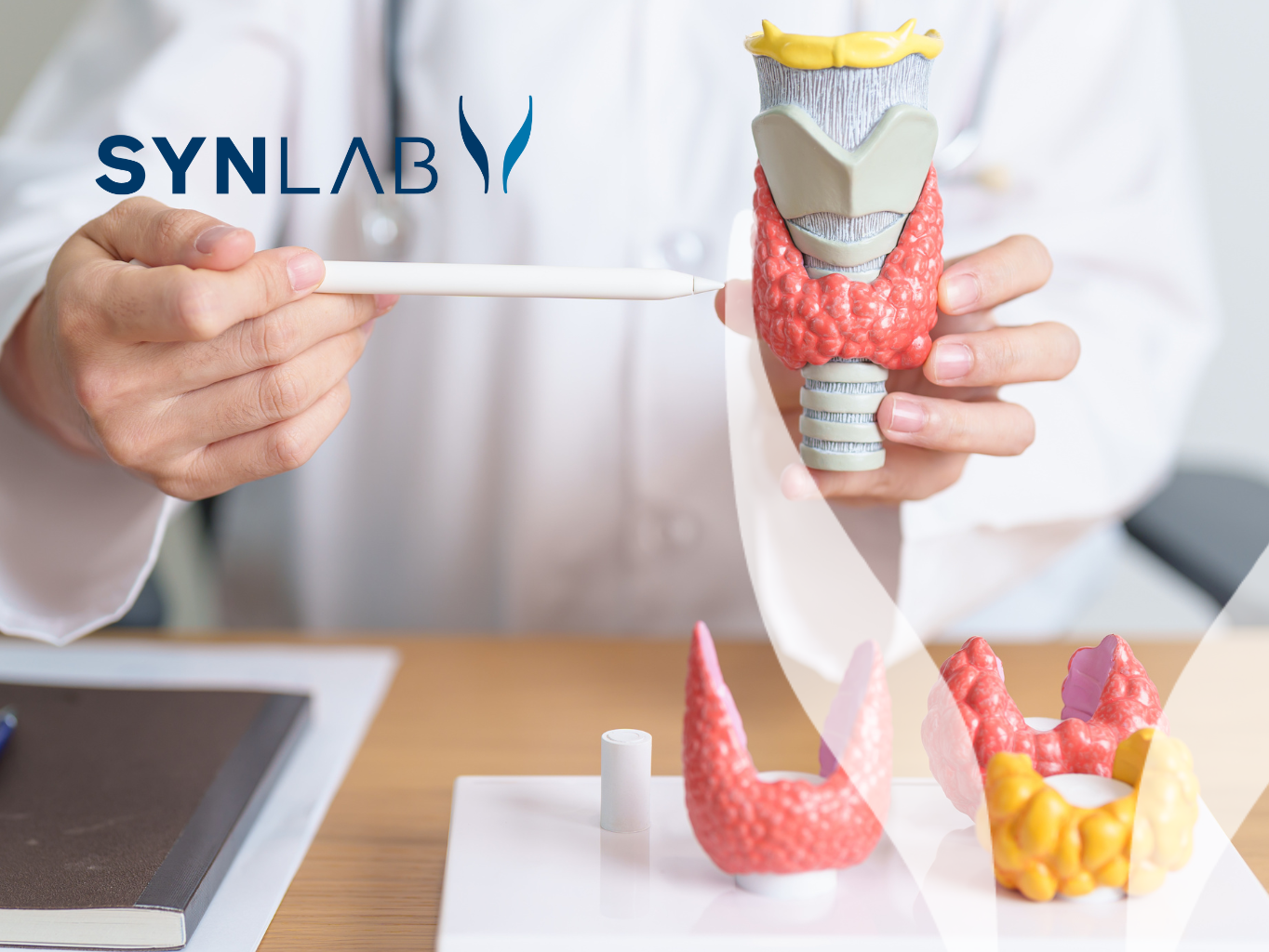Štítna žľaza otázky a odpovede | SYNLAB e-shop